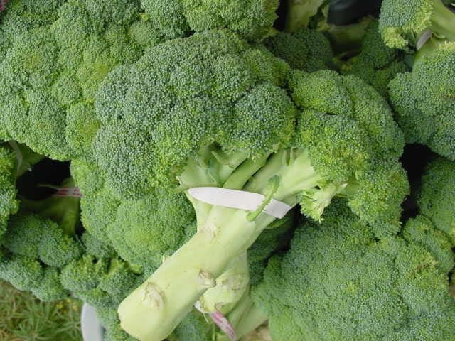 1000 CALABRESE BROCCOLI ITALIAN Green Sprouting Vegetable - Etsy