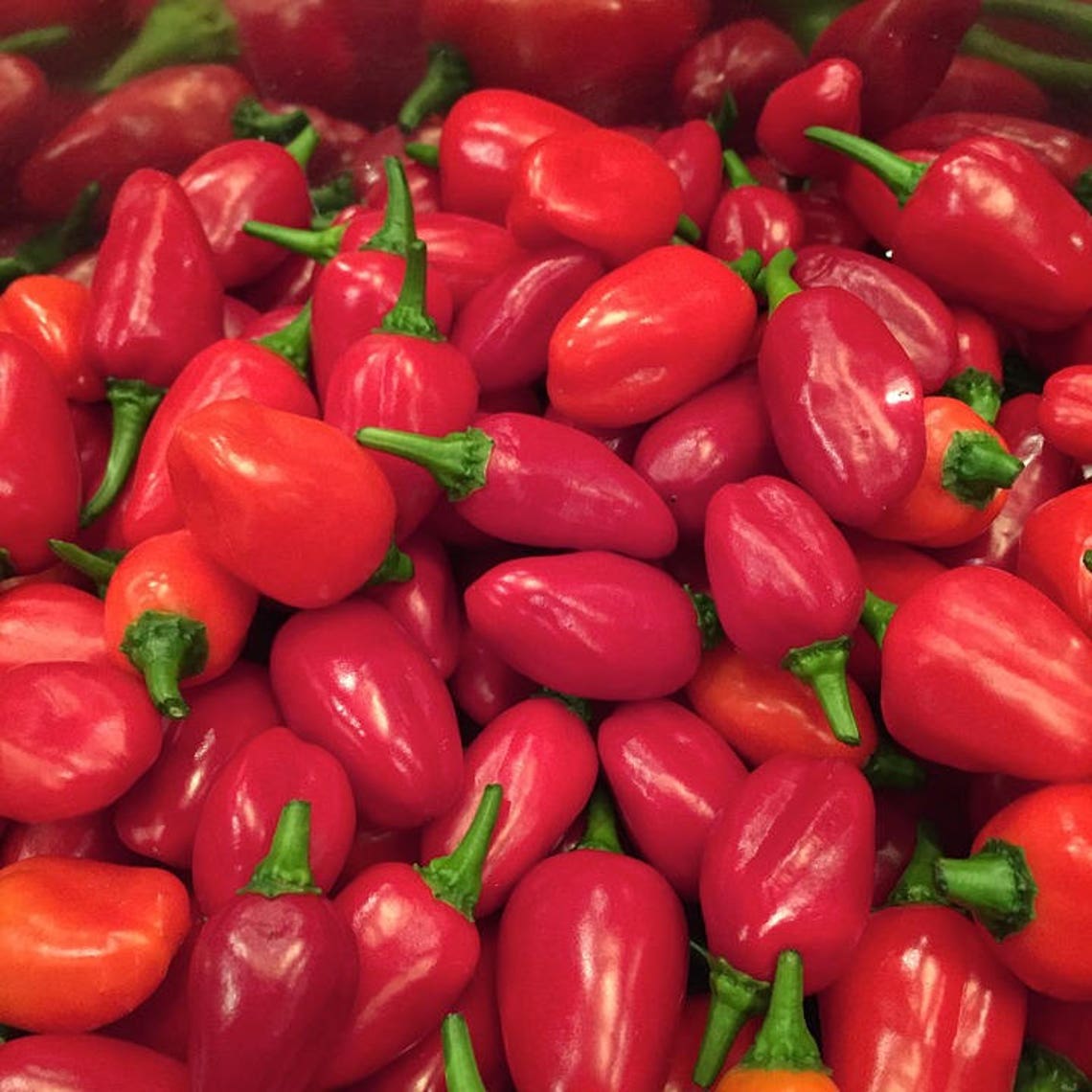 200 SANTA Fe GRANDE PEPPER guero Chili Pepper / Yellow Hot - Etsy