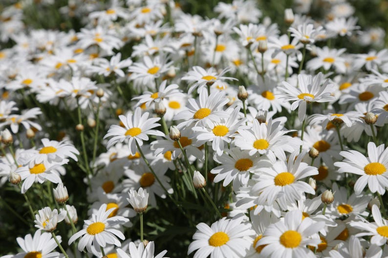 1000 DWARF White SHASTA DAISY Chrysanthemum Maximum Flower Seeds - Etsy