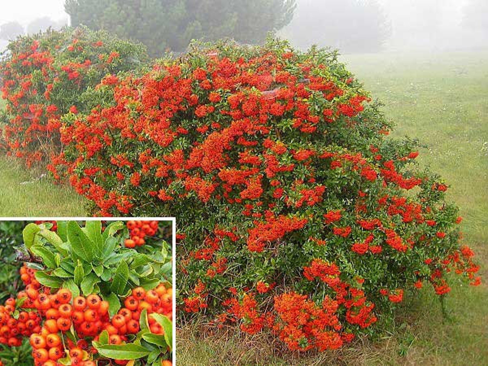 25 SCARLET FIRETHORN Pyracantha Coccinea Bush Shrub Flower | Etsy