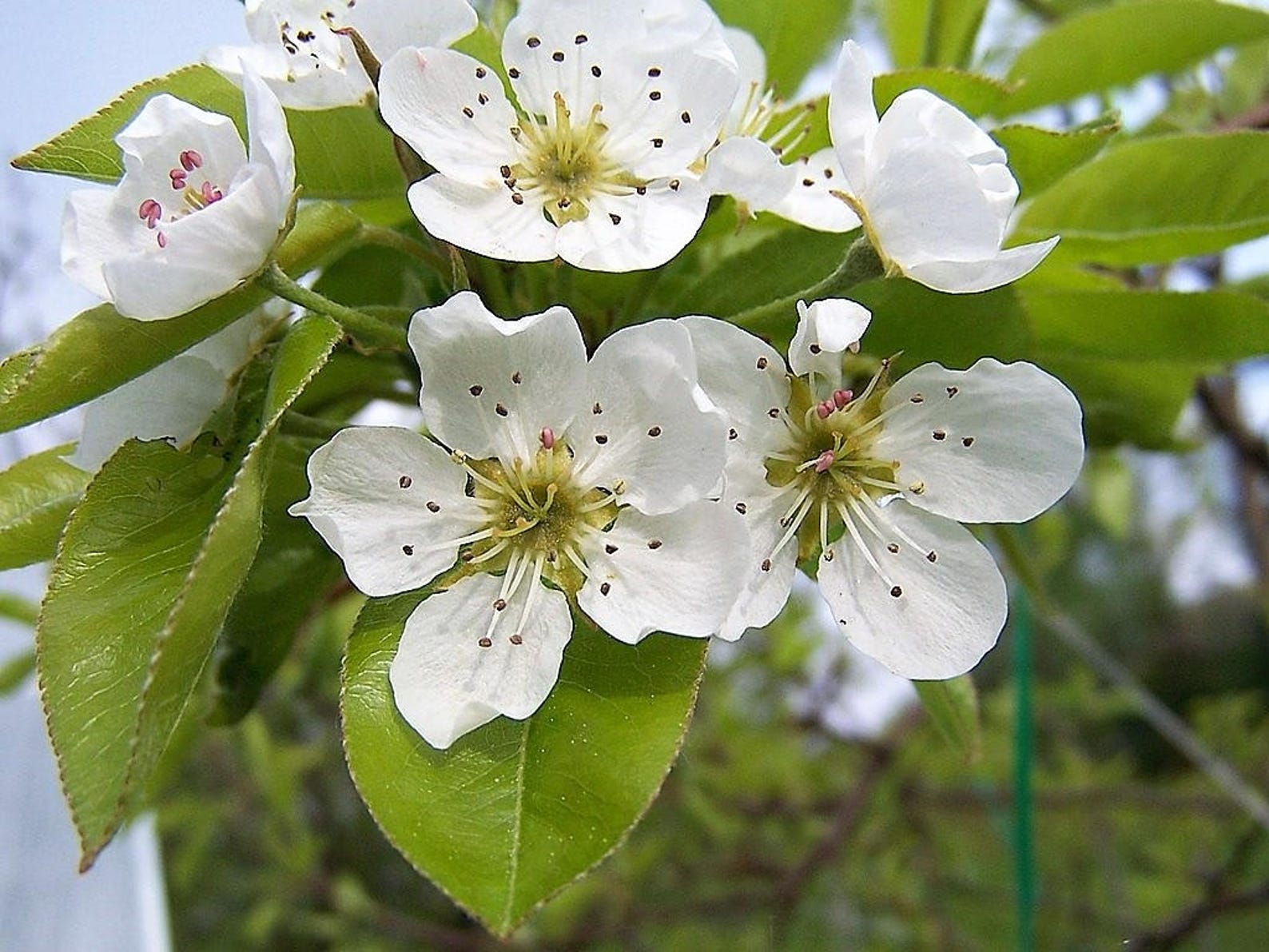 25 EUROPEAN PEAR TREE Pyrus Communis Fruit Seeds White - Etsy
