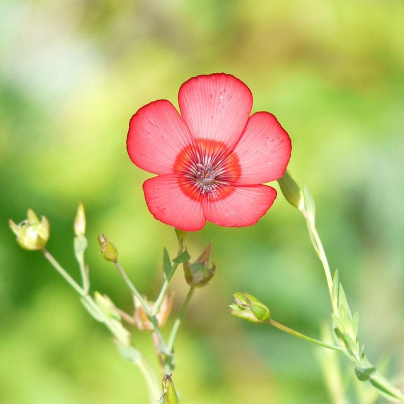 500 Red SCARLET FLAX Linum Grandiflorum Rubrum Flower Seeds - Etsy