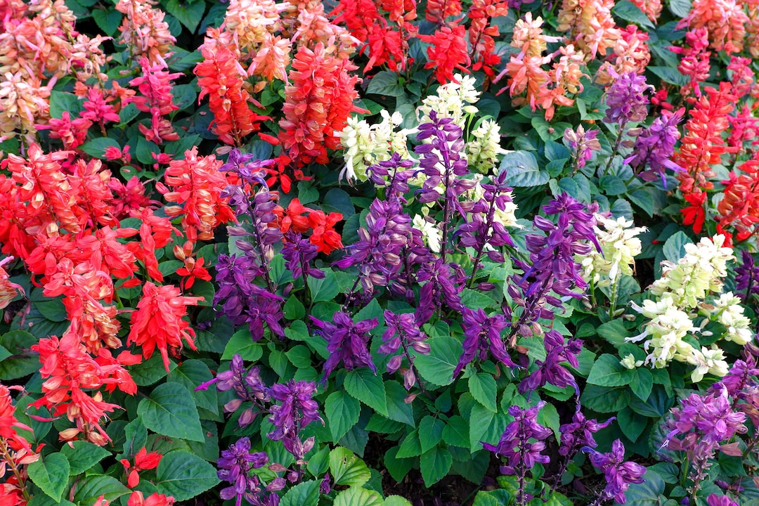 100 MIXED COLORS SALVIA Splendens Red Purple White Pink Sage Flower ...