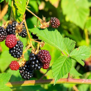 50 WHITEBARK Black RASPBERRY Western Blackcap Raspberry Rubus ...