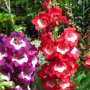 100 SENSATION MIX PENSTEMON Hartwegii Beardtongue Mixed Colors Two Tone ...
