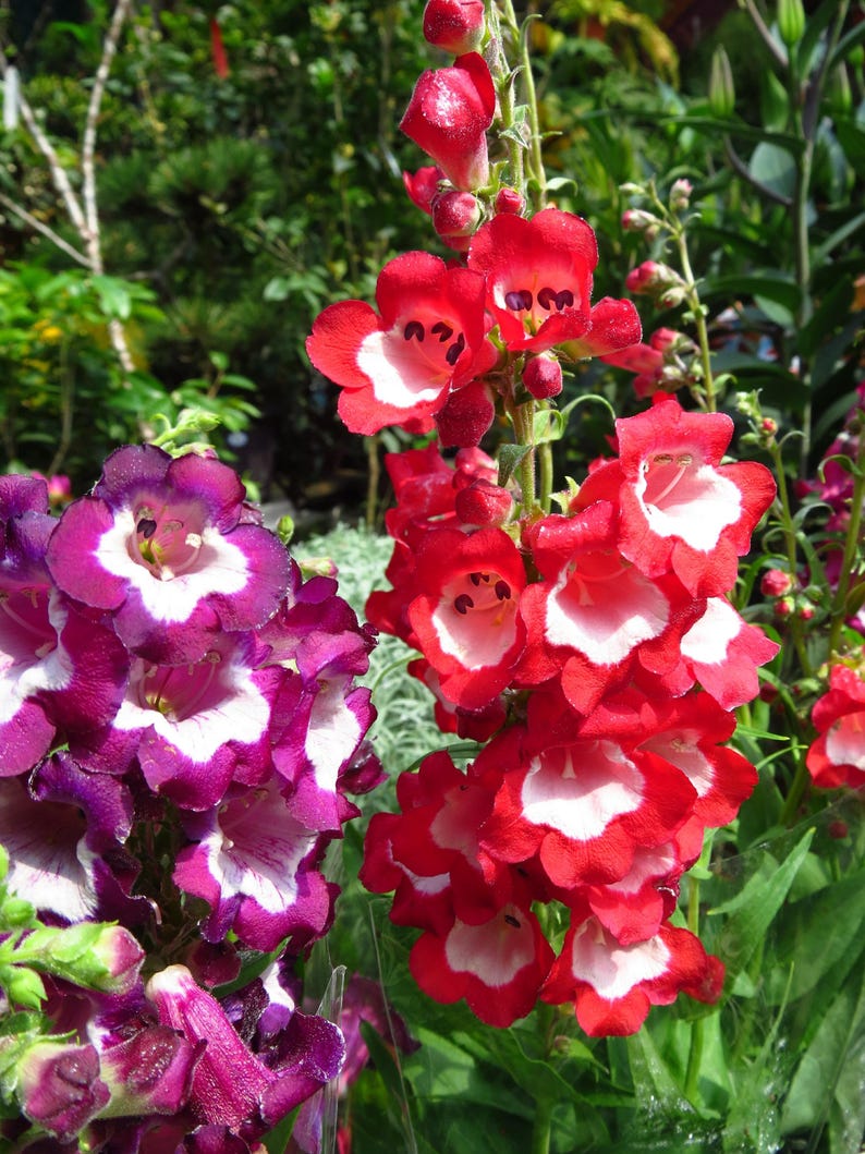 100 SENSATION MIX PENSTEMON Hartwegii Beardtongue Mixed Colors Two Tone ...