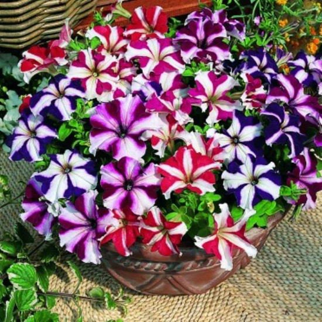 100 STAR MIX PETUNIA Mixed Colors Petunia Violacea Flower Seeds Red ...