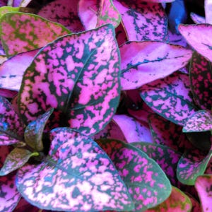 10 Dwarf Rose Pink POLKA DOT PLANT Splash Select Hypoestes ...