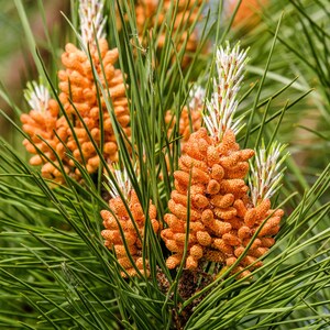 5 Pine Nut ITALIAN STONE PINE Pinus Pinea Umbrella Tree Seeds - Etsy