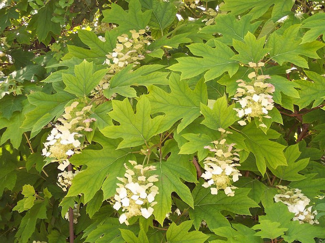40 White OAK LEAF HYDRANGEA Quercifolia Shrub Flower Seeds - Etsy