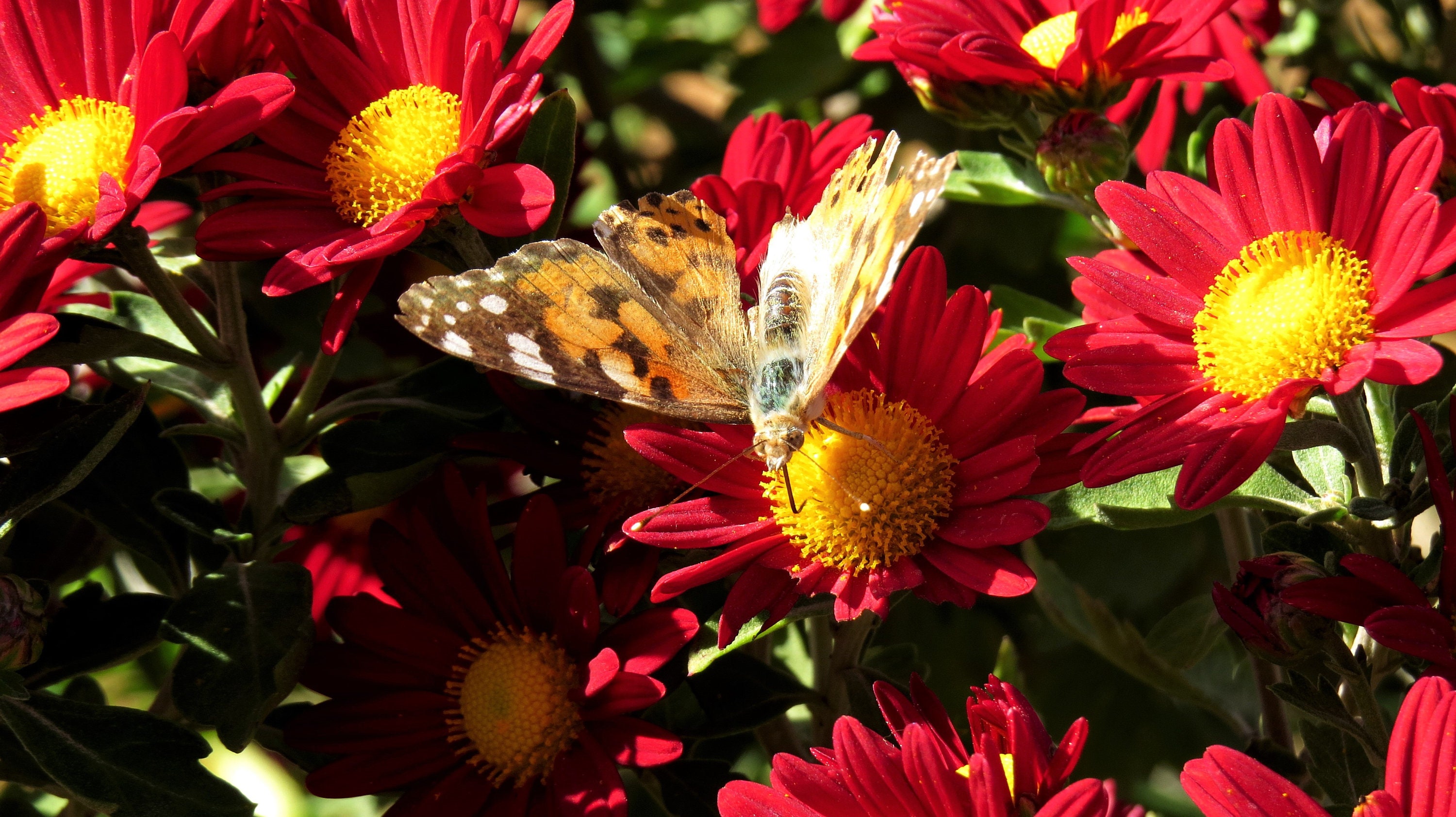 100 RED ROBINSONS DAISY Painted Chrysanthemum Coccineum - Etsy