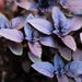 200 Purple Krishna Tulsi HOLY BASIL Ocimum Sanctum Tenuiflorum Herb ...