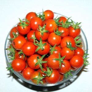 100 Red SWEETIE CHERRY TOMATO Super Sweet 1 Lycopersicon Fruit ...