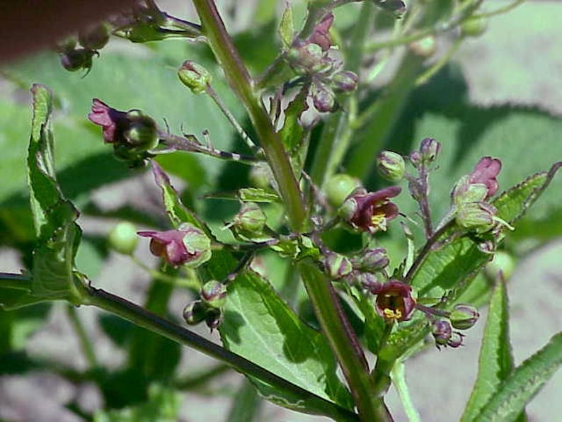 1000 EASTERN FIGWORT late Figwort / Carpenters Square - Etsy