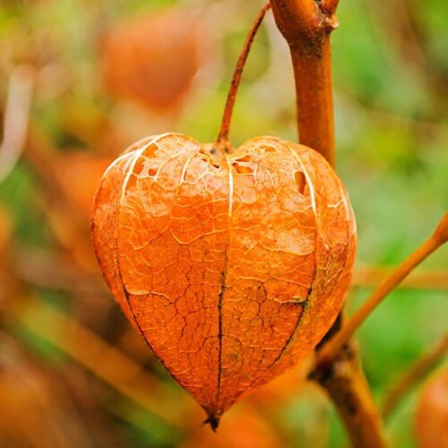 50 PERUVIAN GROUND CHERRY Physalis Peruviana Cape Gooseberry - Etsy
