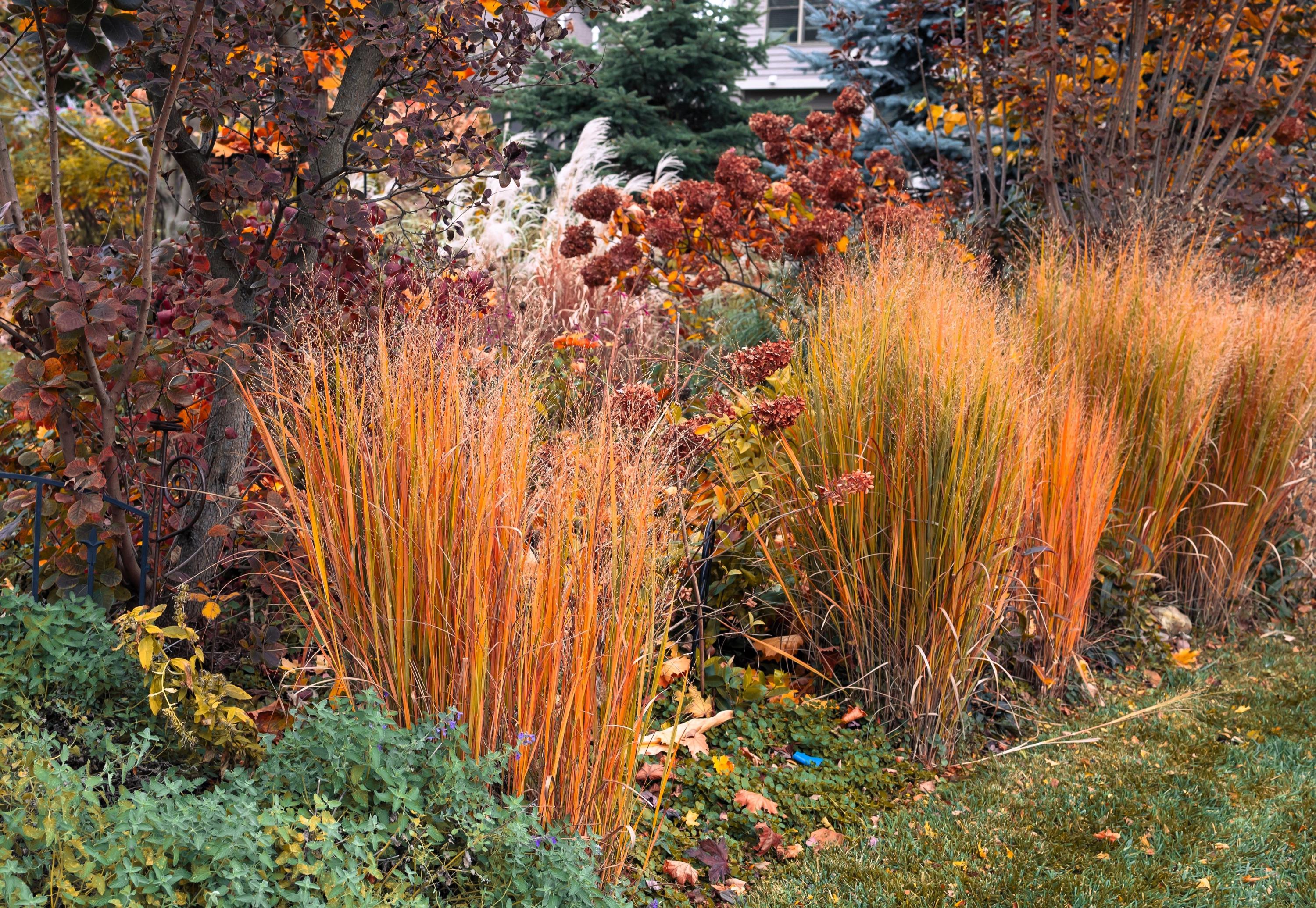 1000 SWITCHGRASS Tall Panic Switch Grass Panicum Virgatum Red Flower ...