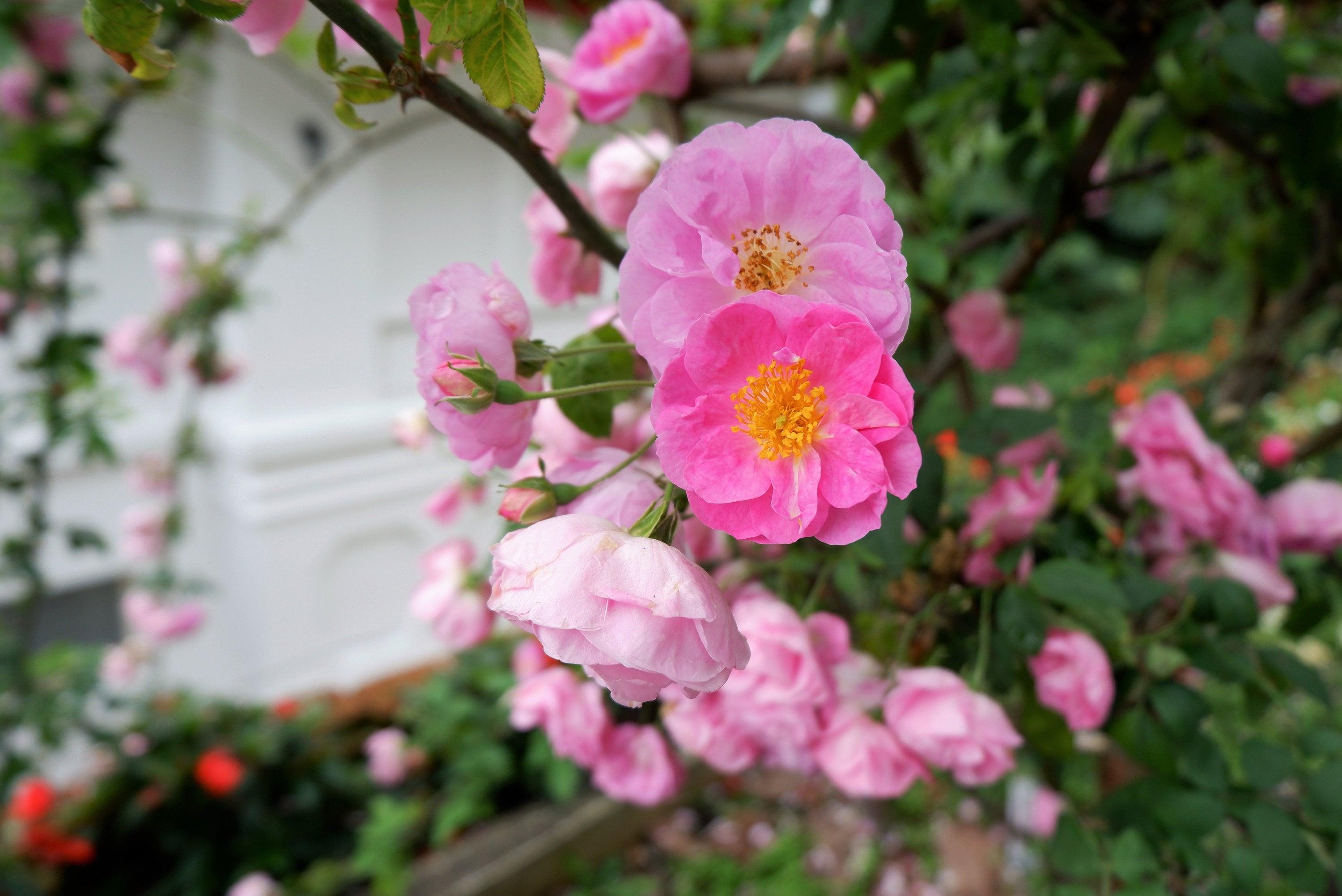 25 SWEET BRIAR ROSE Multiple Shades of Pink Eglantine Rose Rosa ...