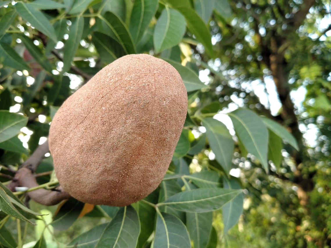 5 TRUE MAHOGANY TREE Honduran Big Leaf Sky Fruit Swietenia Macrophylla ...