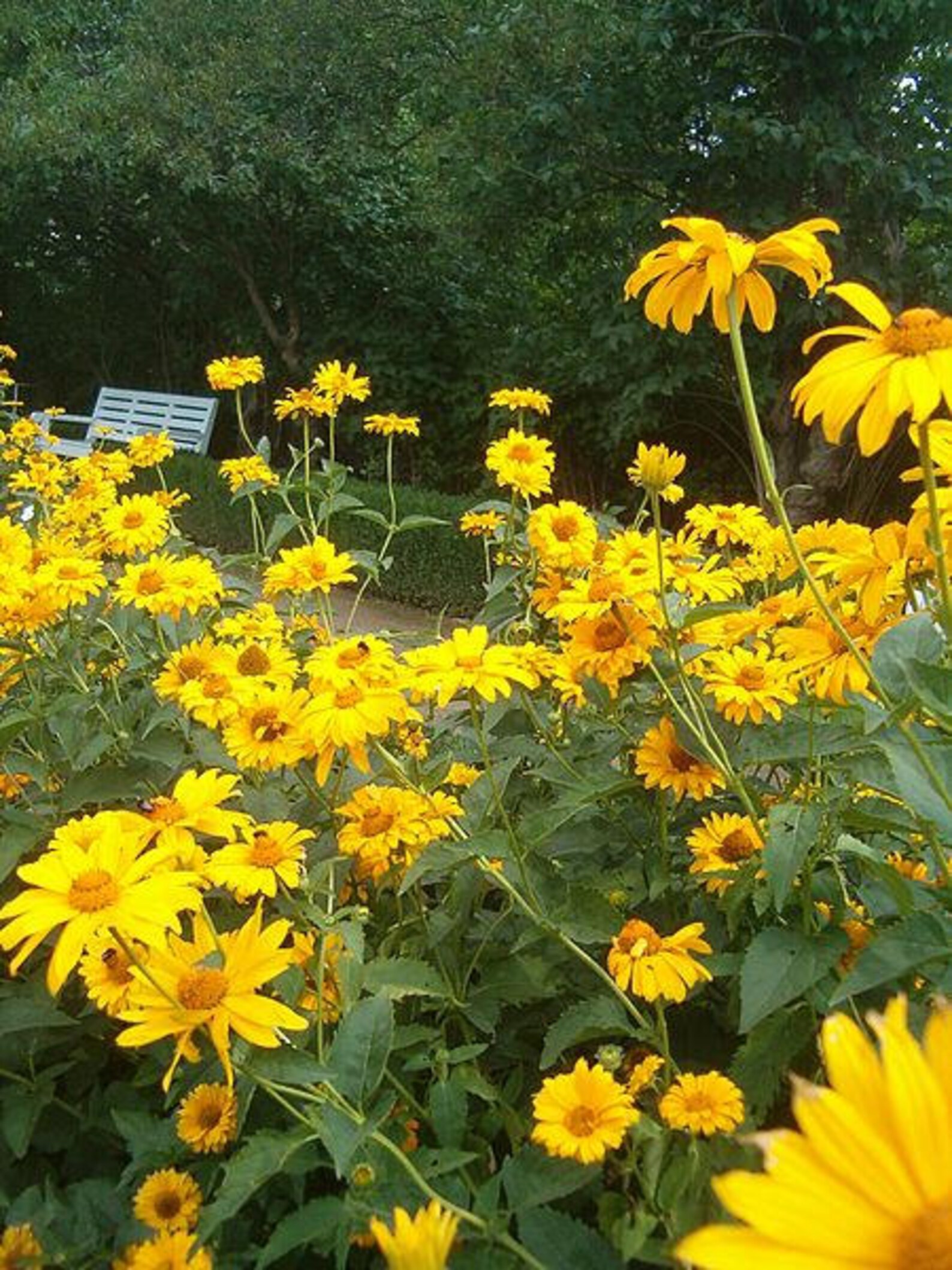 50 SUMMER SUN SUNDROPS Yellow Heliopsis Scabra False Sunflower Flower ...