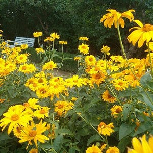 50 SUMMER SUN SUNDROPS Yellow Heliopsis Scabra False Sunflower Flower ...