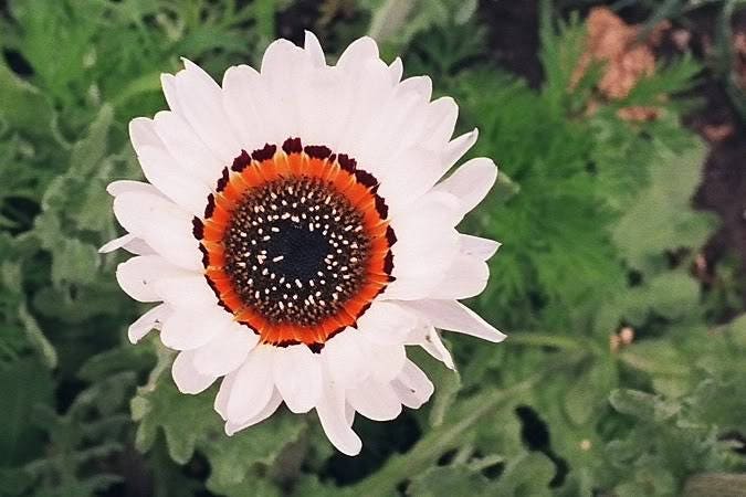 50 WHITE Zulu Prince CAPE DAISY Venidium Fastuosum Alba Flower - Etsy ...