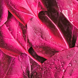 150 MAGENTA MAGIC ORACH Mountain Spinach Atriplex Hortensis Red Leaf ...