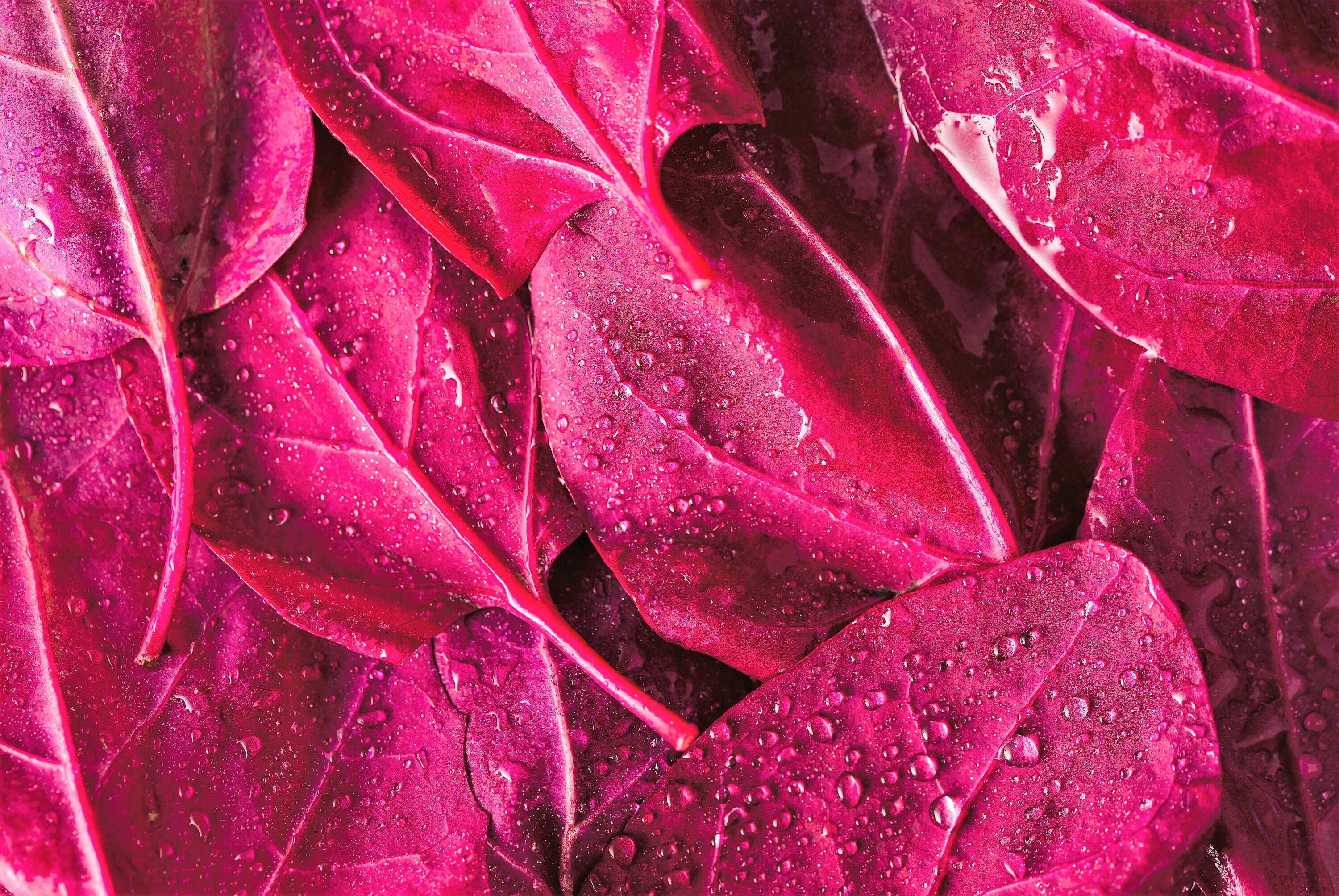 150 MAGENTA MAGIC ORACH Mountain Spinach Atriplex Hortensis - Etsy