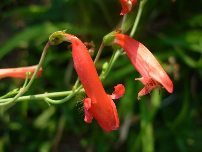 150 Eatons RED FIRECRACKER PENSTEMON Eatonii Flower Seeds - Etsy