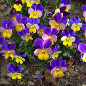 50 Dark JOHNNY JUMP UP Violet Viola Tricolor Flower Seeds - Etsy