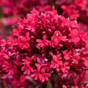 50 RED JUPITER'S BEARD Valerian Keys of Heaven Centranthus Ruber Flower ...