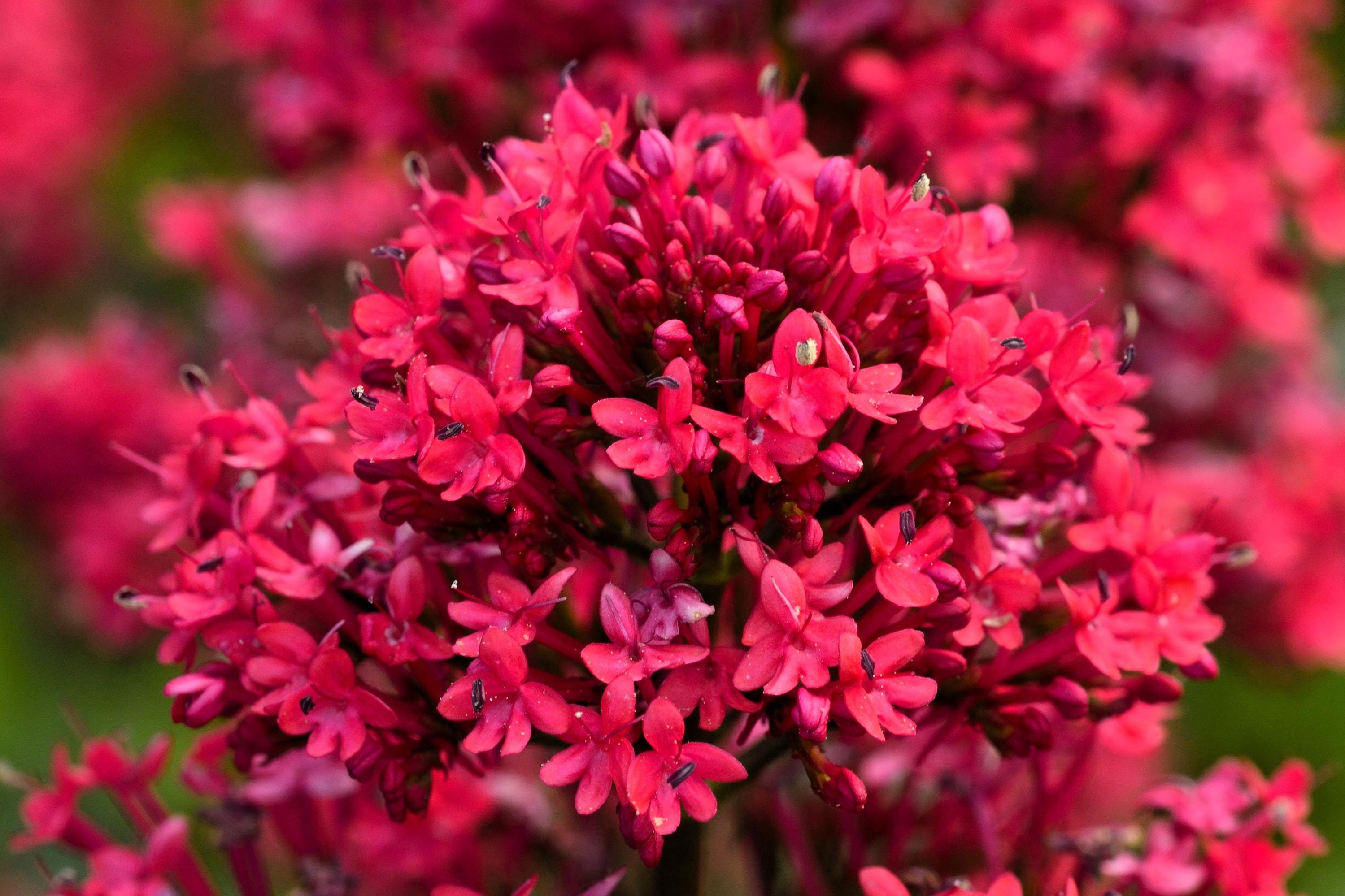 50 RED JUPITER'S BEARD Valerian Keys of Heaven Centranthus Ruber Flower ...