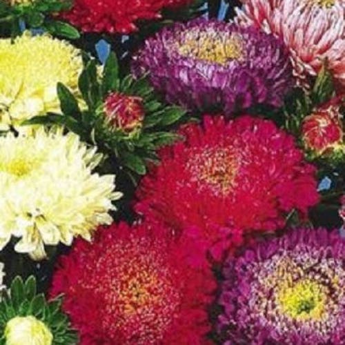 1000 POWDER PUFF ASTER Mix Callistephus Chinensis Flower Seeds - Etsy