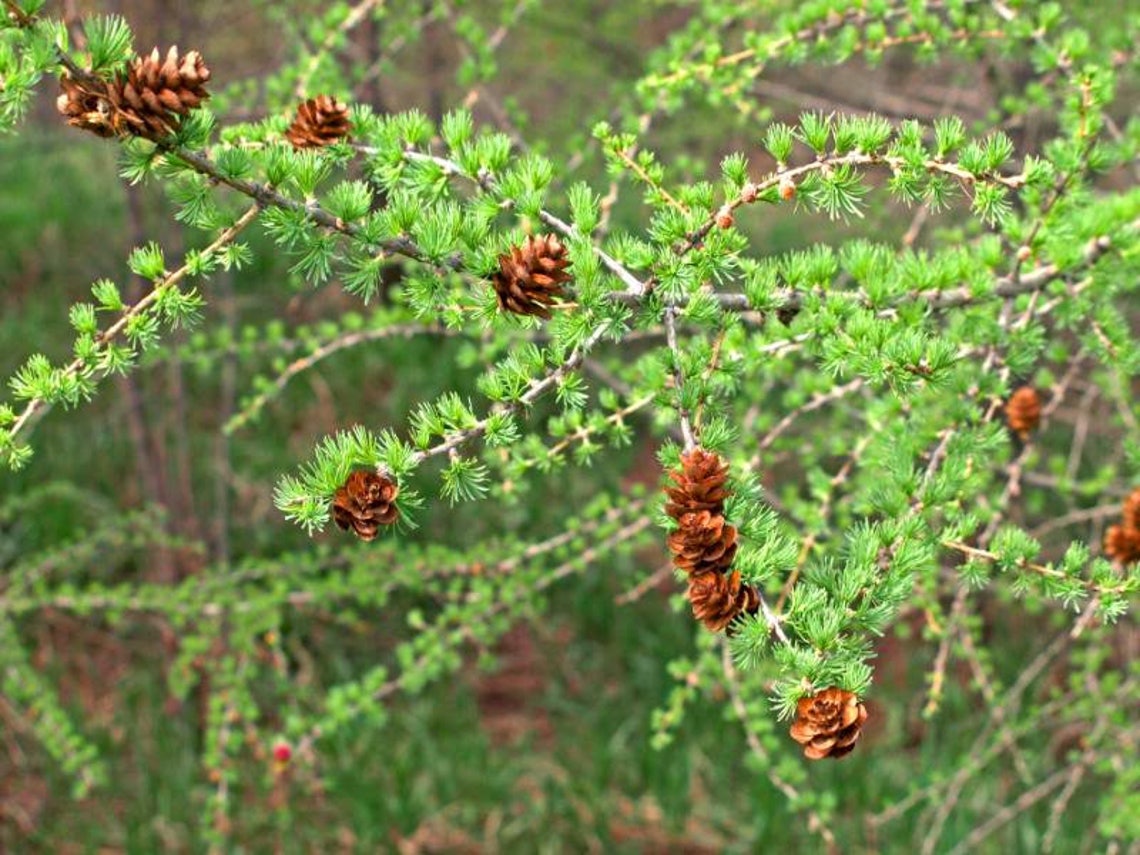 25 EUROPEAN LARCH TREE Pine Pinetree Evergreen Larix Decidua - Etsy