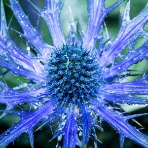 25 BLUE Star SEA HOLLY Eryngium Alpinum Flower Seeds comb S/H - Etsy