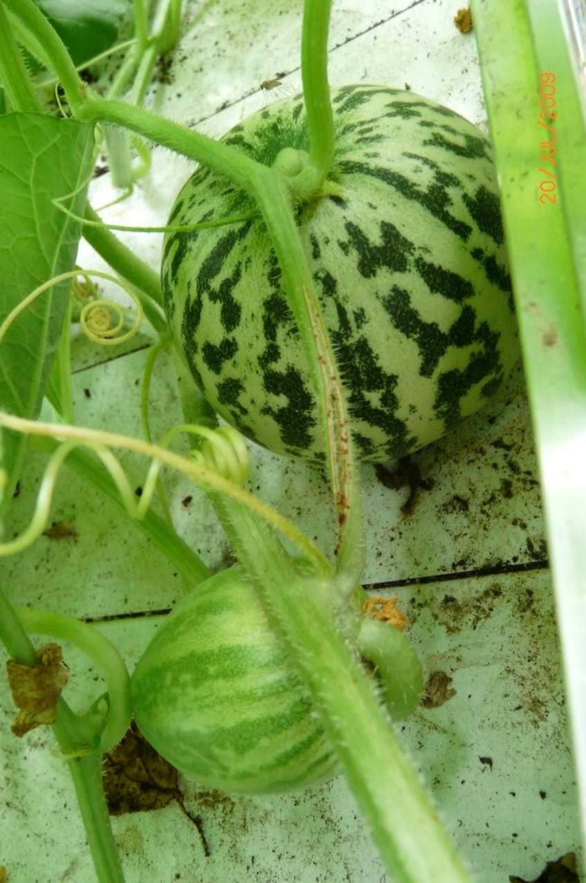 15 TIGGER / TIGER MELON Edible Muskmelon & Ornamental Vine | Etsy