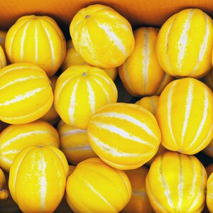 50 Early SILVER LINE MELON Cucumis Melo Yellow Striped Skin White Flesh ...