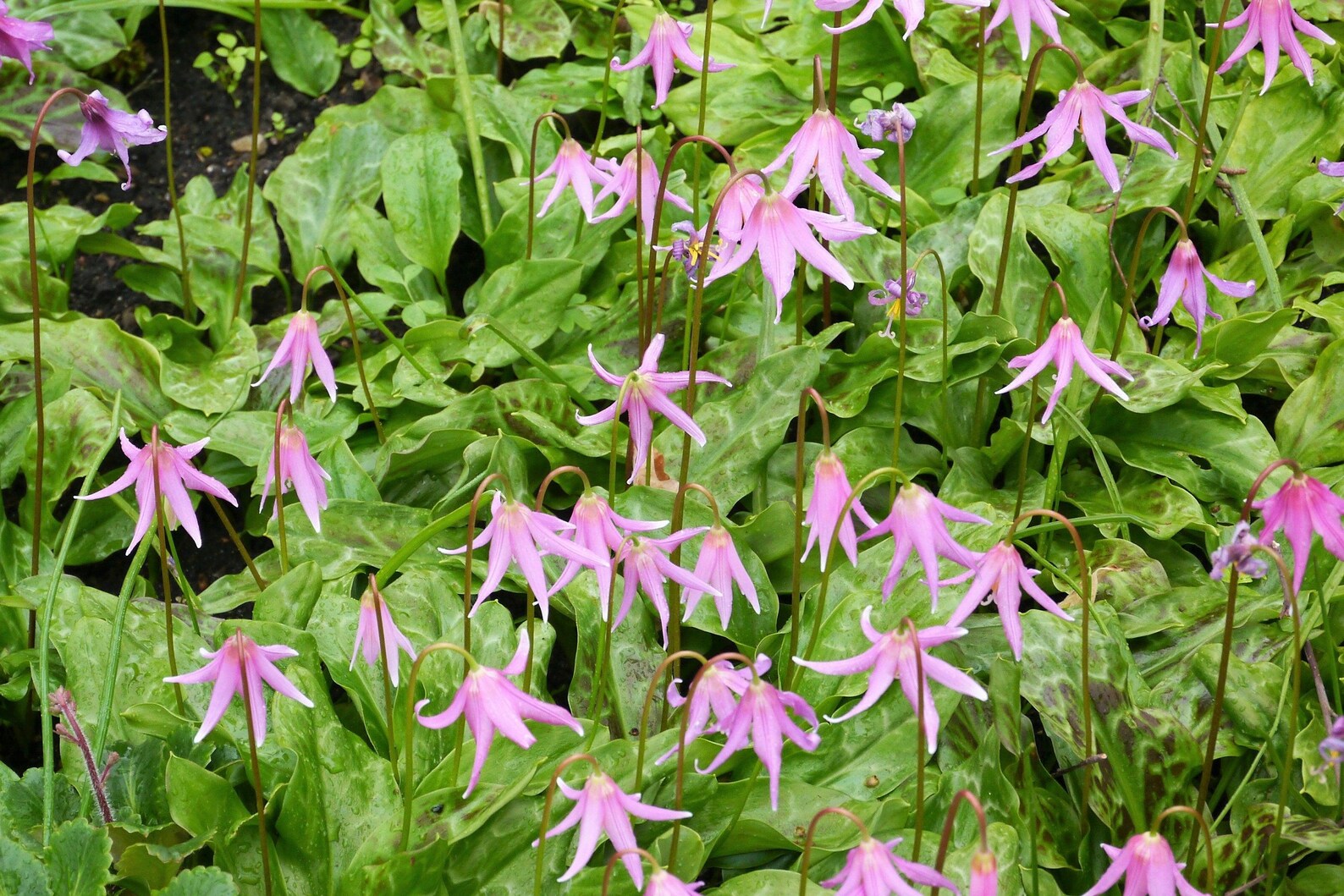 10 PINK FAWN LILY Aka Trout Lily, Avalanche Lily, & Dog's Tooth Violet ...