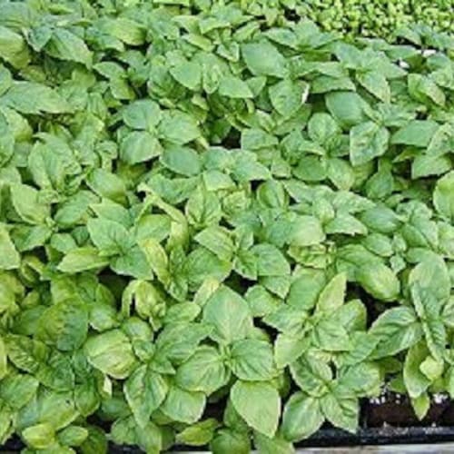 500 ANISE PERSIAN BASIL Ocimum Basilicum Herb Flower Seeds - Etsy