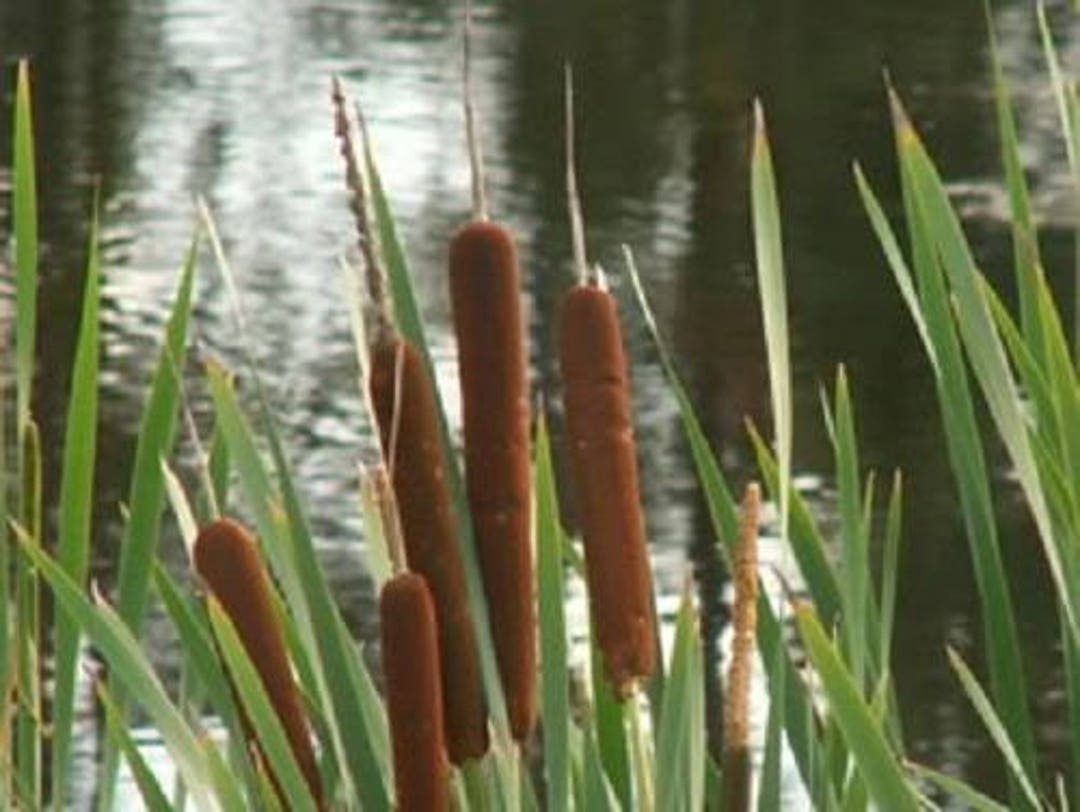 50 CATTAILS Cat Tails Typha Latifolia Water Pond Grass Flower Seeds ...