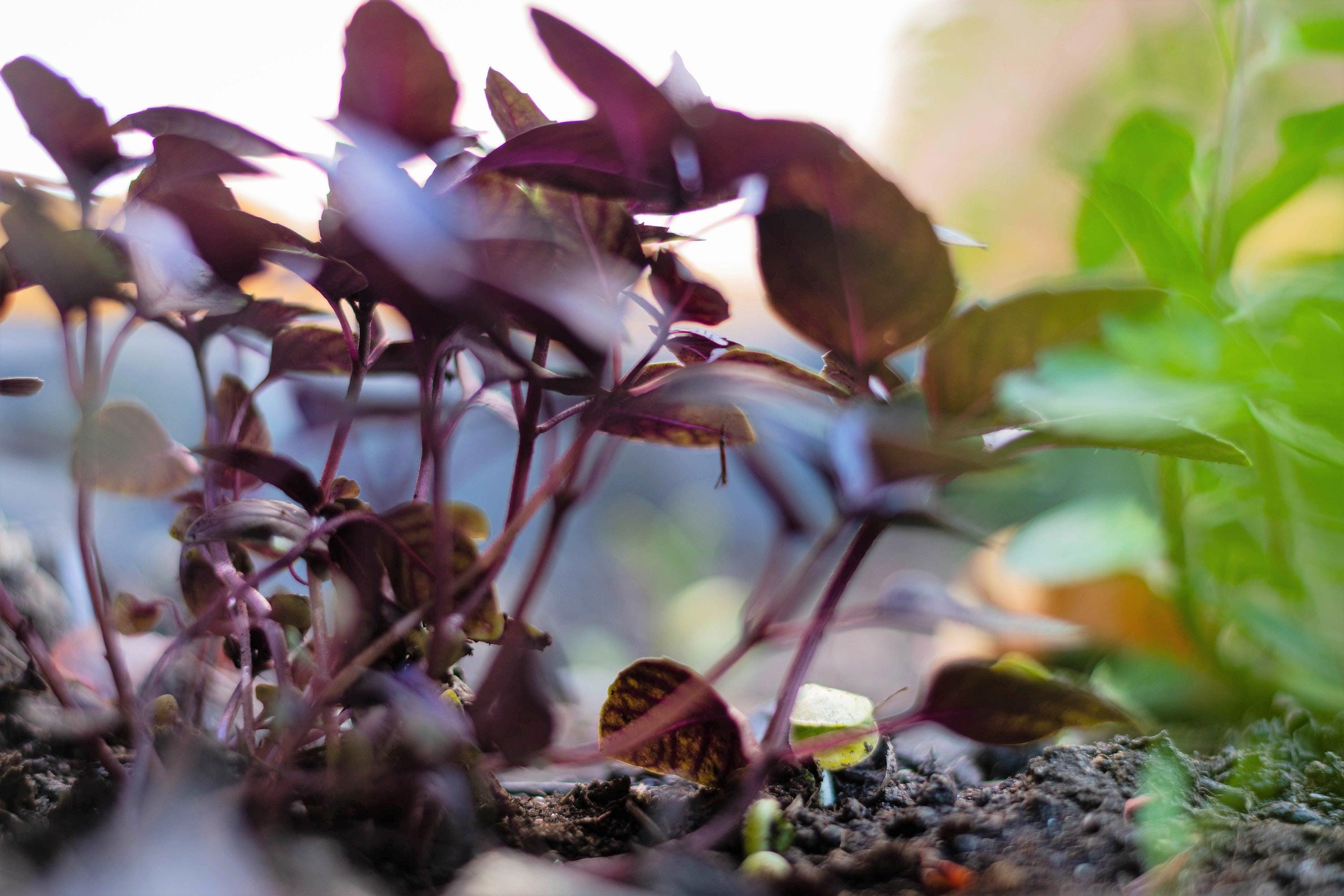 200 Purple Krishna Tulsi HOLY BASIL Ocimum Sanctum Tenuiflorum Herb ...