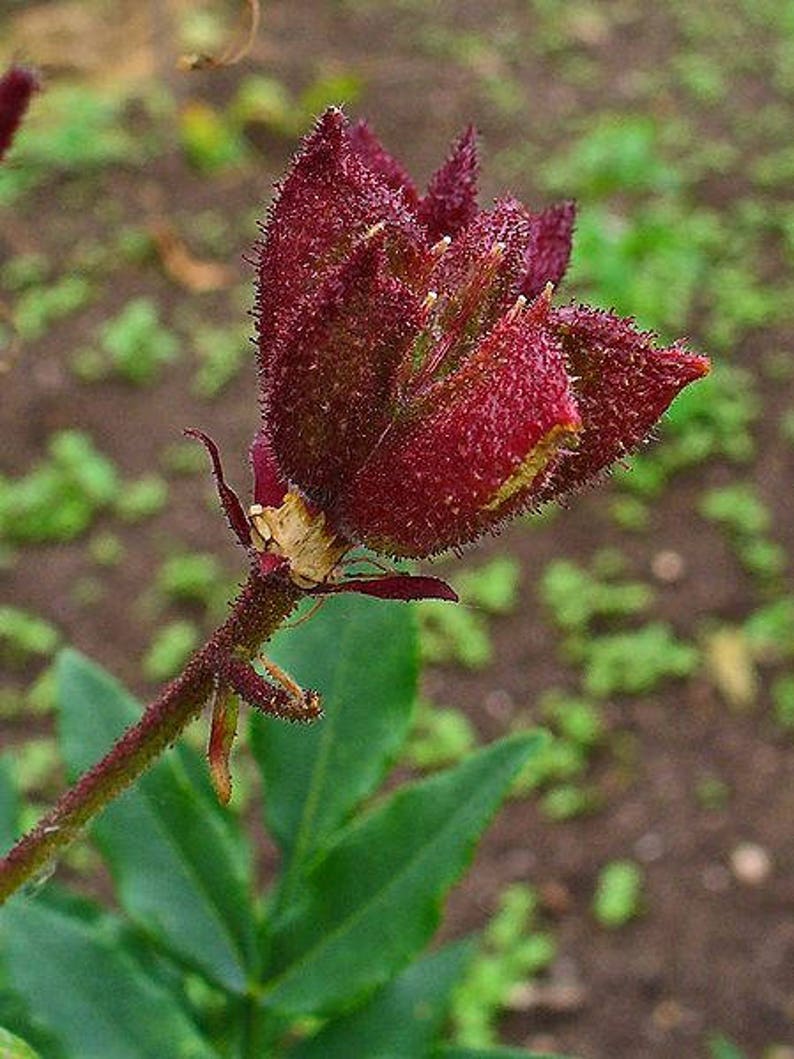 10 RED GAS PLANT Fragrant Fire Plant Dictamnus Albus Ruber Flower Seeds ...