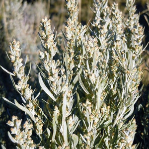 100 SILVER SAGEBRUSH Artemisia Cana Dwarf Sagebrush / Silver Wormwood ...