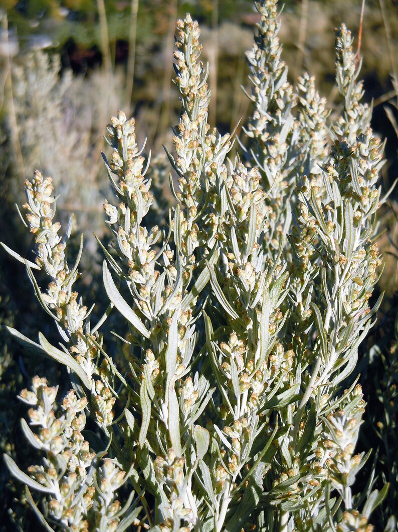 100 SILVER SAGEBRUSH Artemisia Cana Dwarf Sagebrush / Silver - Etsy