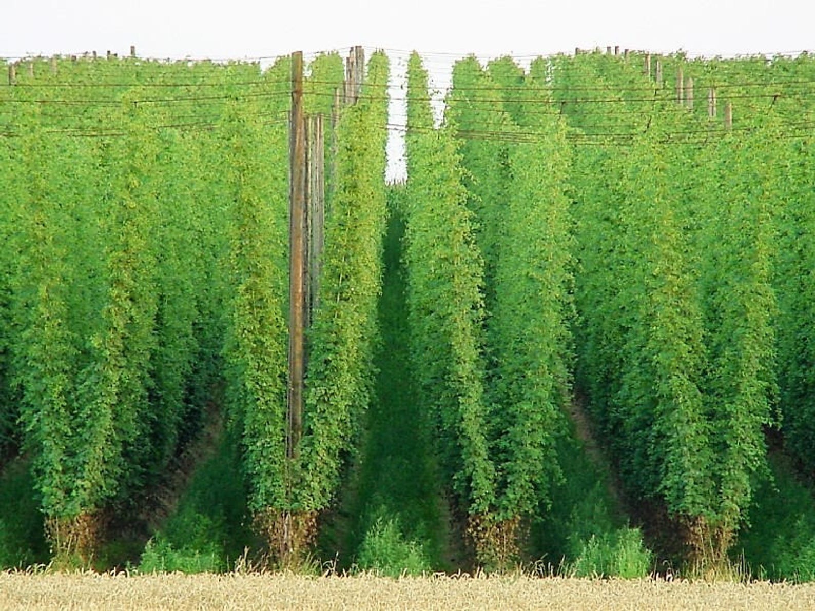 25 COMMON HOPS European Humulus Lupulus Vine Seeds Beer Making - Etsy ...