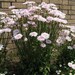 25 PINK HAWKSBEARD Crepis Rubra Flower Seeds Everlasting Daisy - Etsy ...