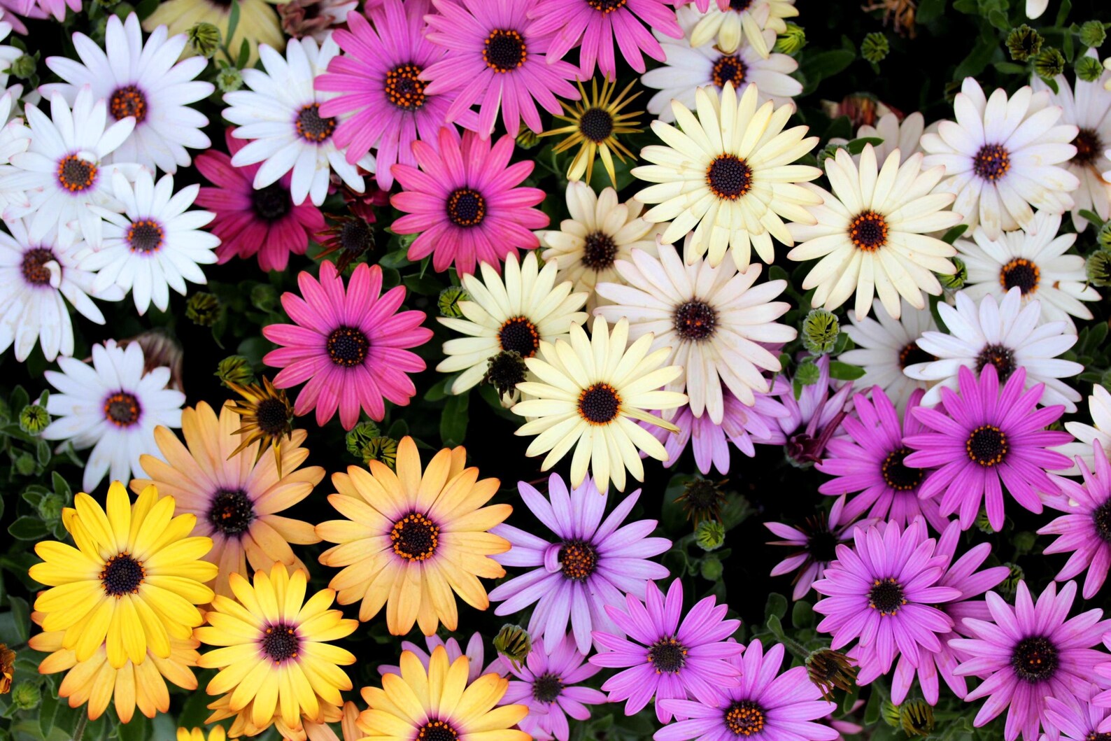 20 MIXED COLORS OSTEOSPERMUM Ecklonis African Cape Daisy Flower Seeds ...