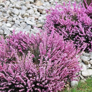 100 Scotch TRUE HEATHER Shrub Scot's Purple Pink Flower Calluna ...