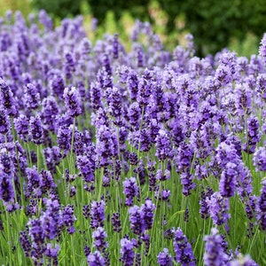 20 DWARF MUNSTEAD LAVENDER Blue English Lavandula Angustifolia Munstead Purple Fragrant Flower ...