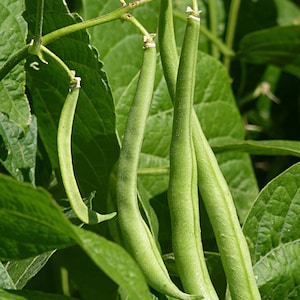 50 BURPEE STRINGLESS Green Pod BEAN French Phaseolus Vulgaris - Etsy