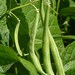 50 BURPEE STRINGLESS Green Pod BEAN French Phaseolus Vulgaris - Etsy Canada